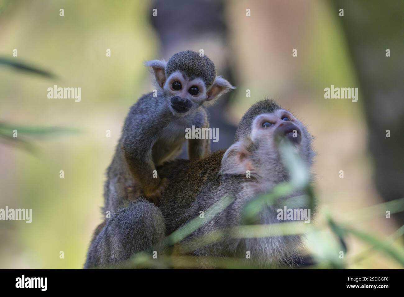 One female Central American squirrel monkey, Saimiri oerstedii ...