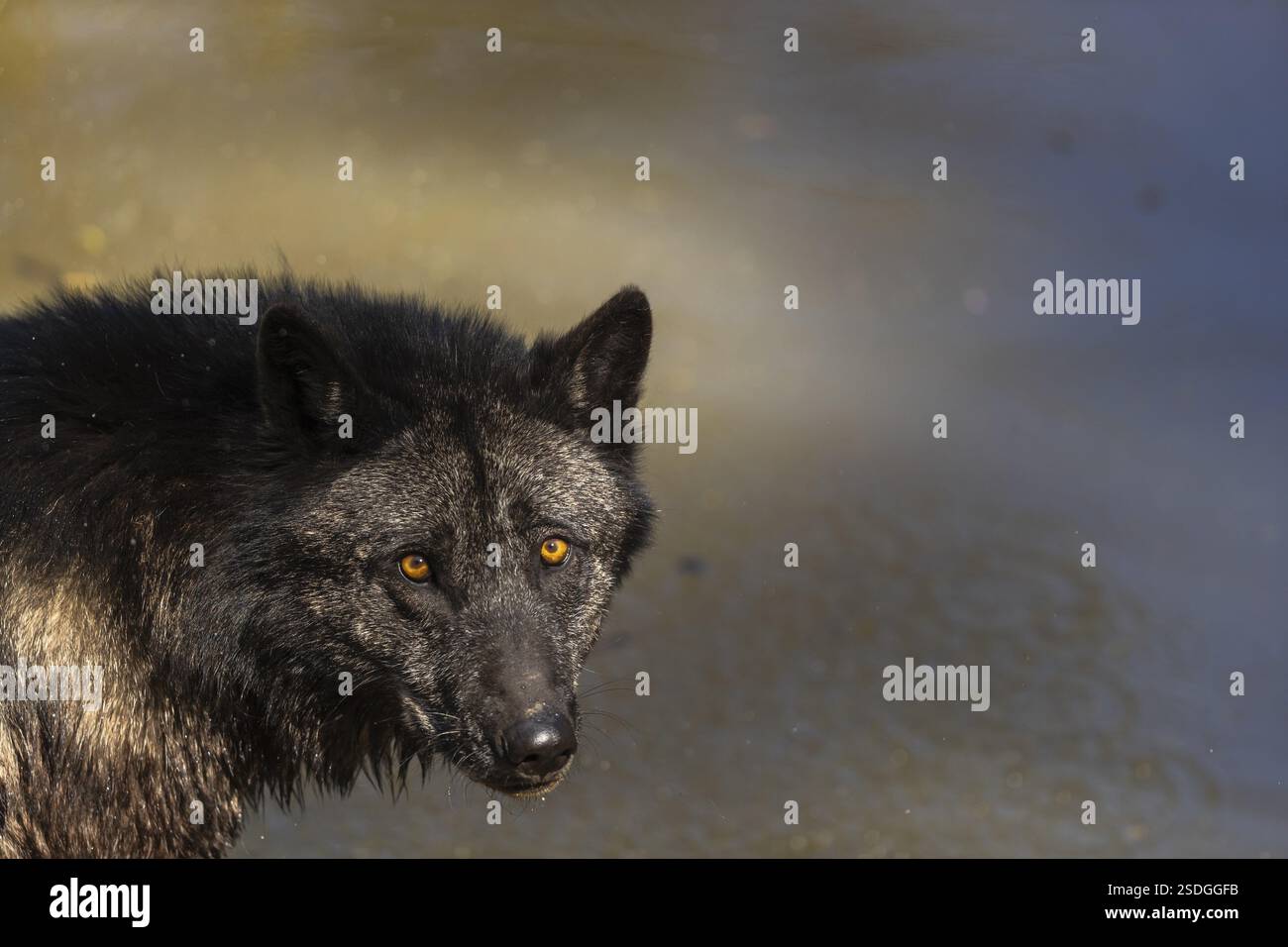 Portrait of a Timberwolf, Canis lupus lycaon Stock Photo - Alamy
