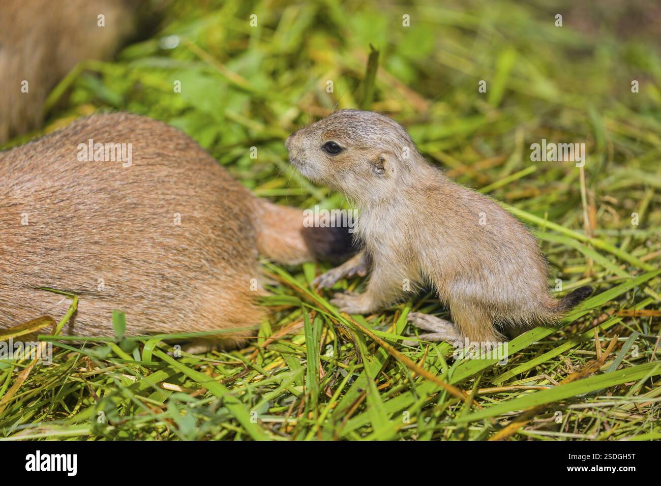 A black-tailed prairie dog cub (2 weeks old) (Cynomys ludovicianus ...