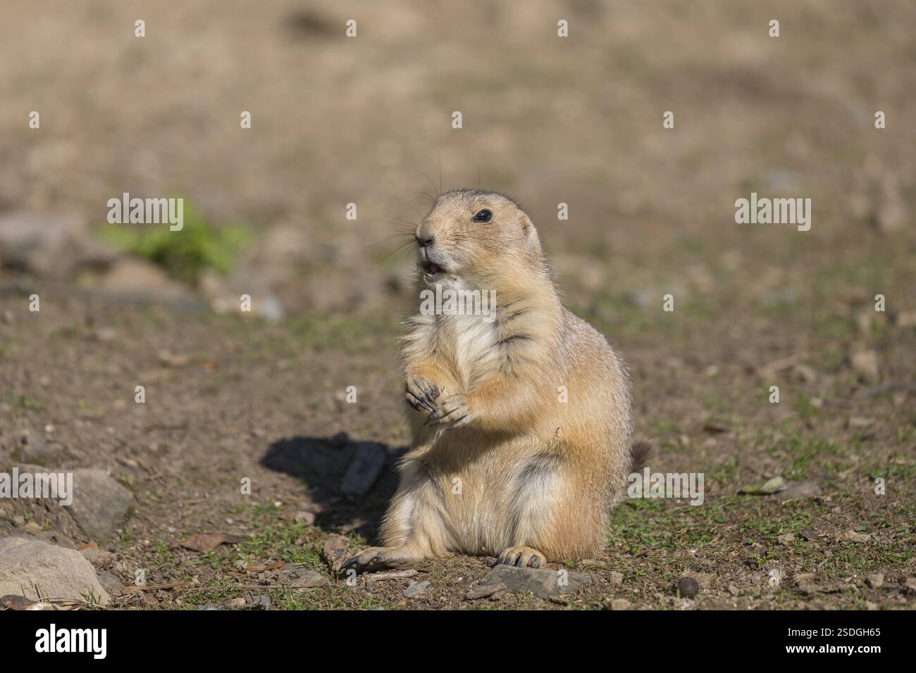 One black-tailed prairie dog sitting on sandy terrain, searching for ...