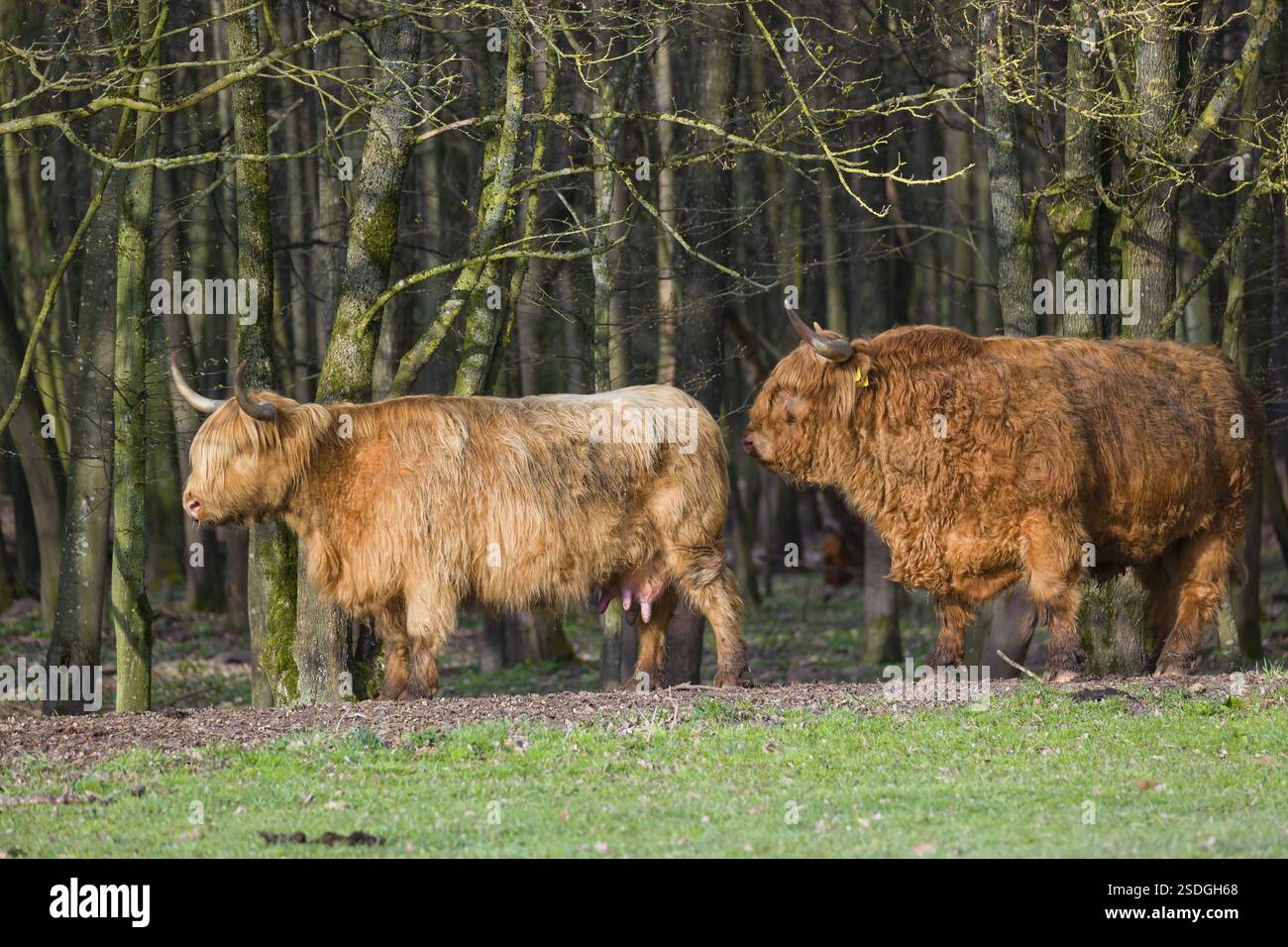 One Highland bull and a cow (Bos (primigenius) taurus) stand at a ...