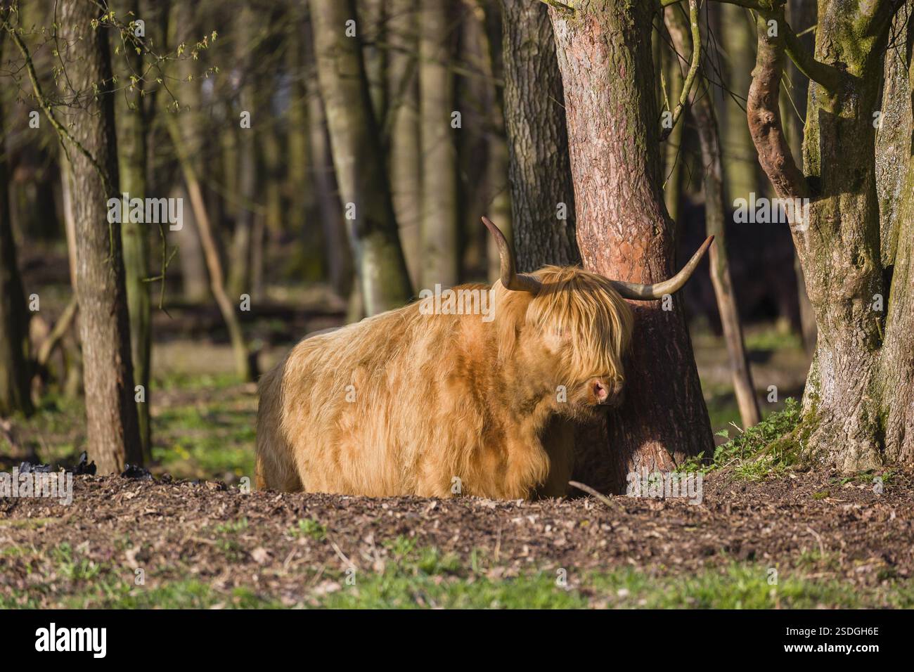 One Highland bull and a cow (Bos (primigenius) taurus) stand in a ...