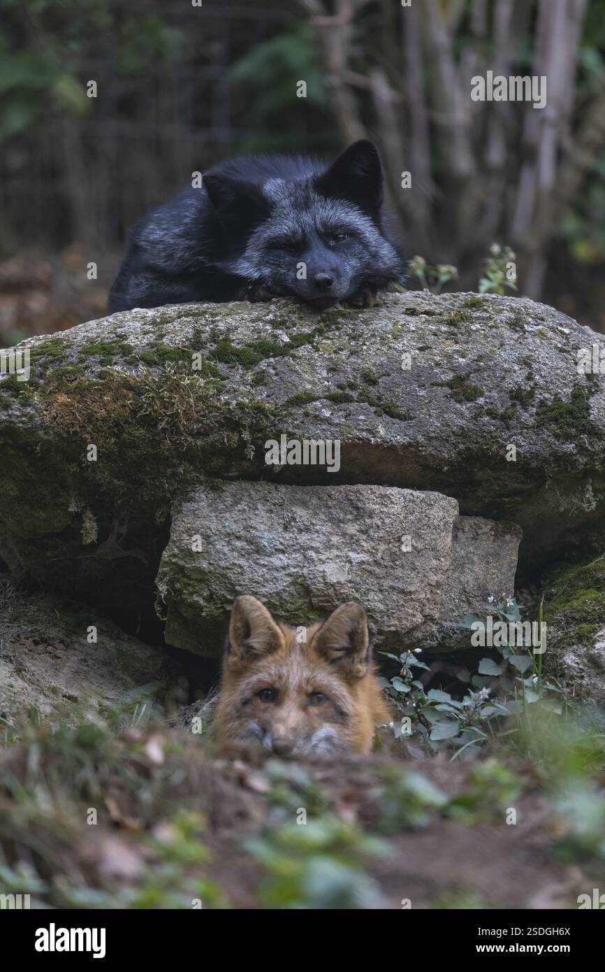 Two-story living. One adult silver fox (Vulpes vulpes) resting on the ...