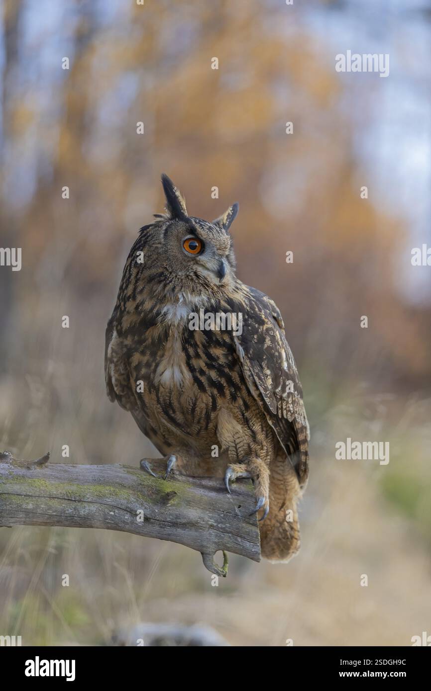 One Eurasian Eagle Owl, Bubo bubo, sitting on a root of a dead tree. A ...