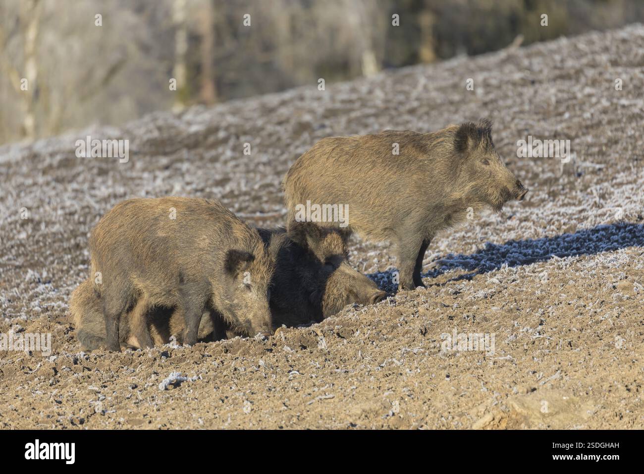 Wild boar or wild pig (Sus scrofa), walking over brown soil, frosted ...