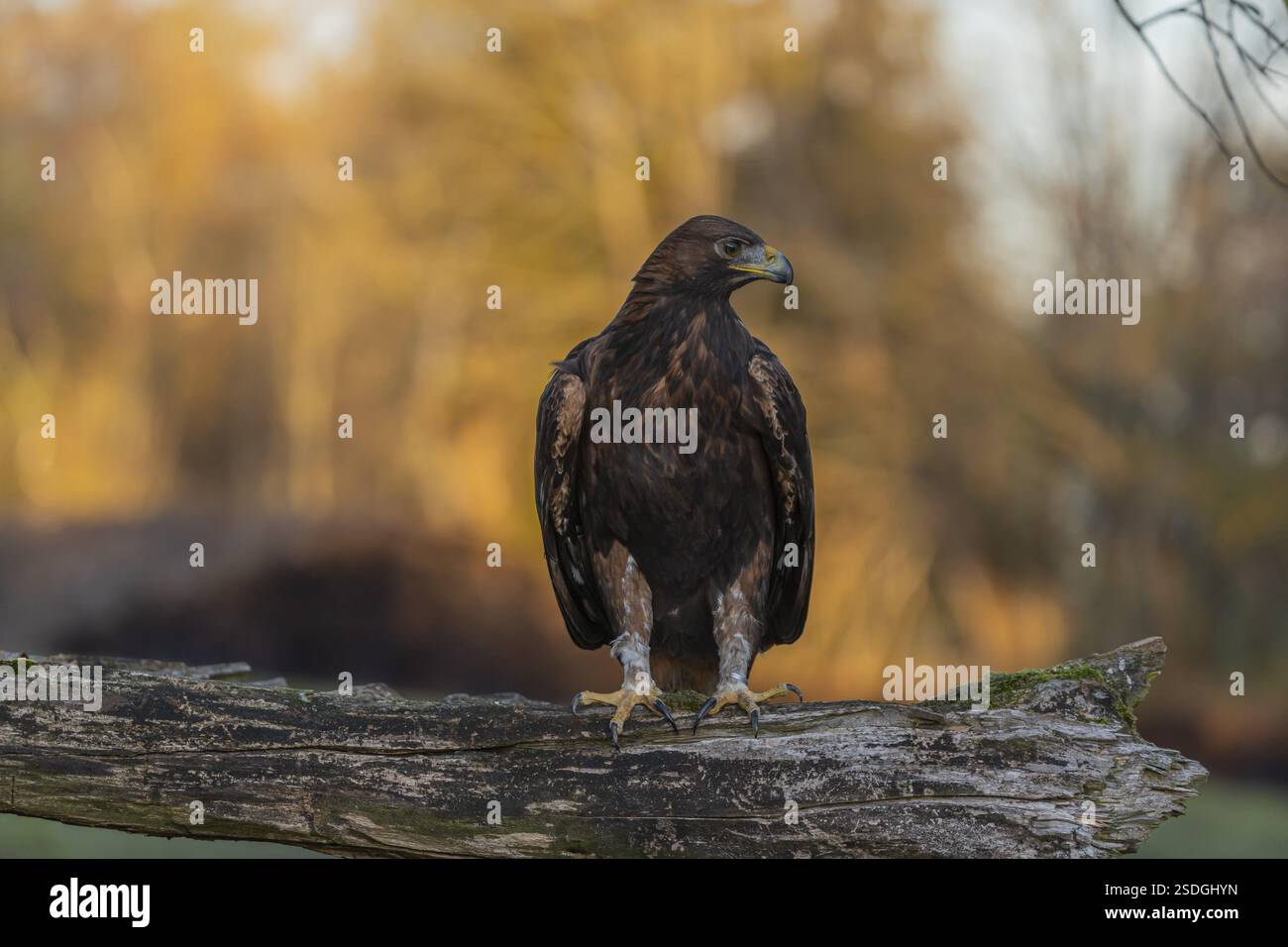 One golden eagle (Aquila chrysaetos) sitting on a broken and rotting ...