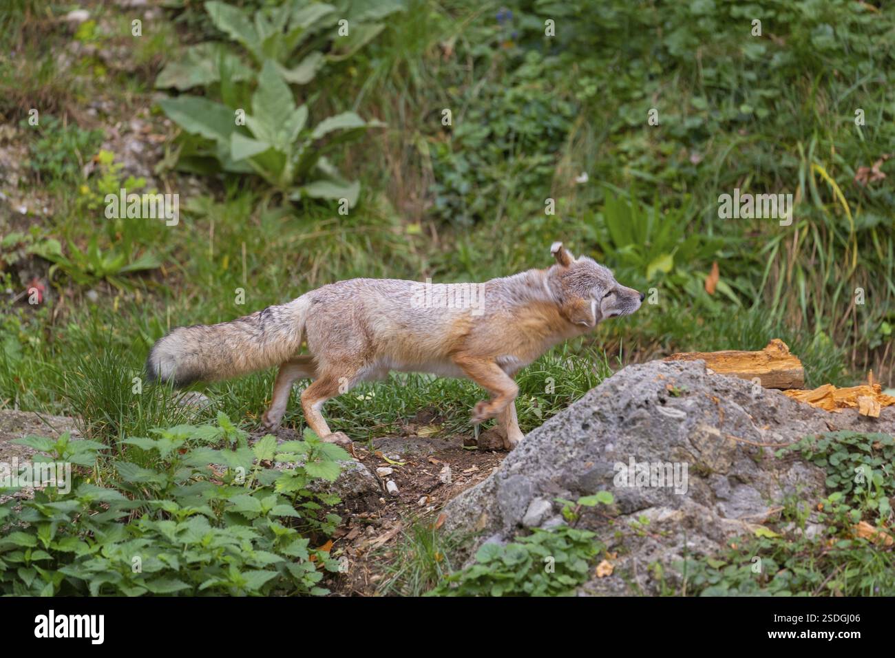 One corsac fox (Vulpes corsac) walking through green vegetation on ...
