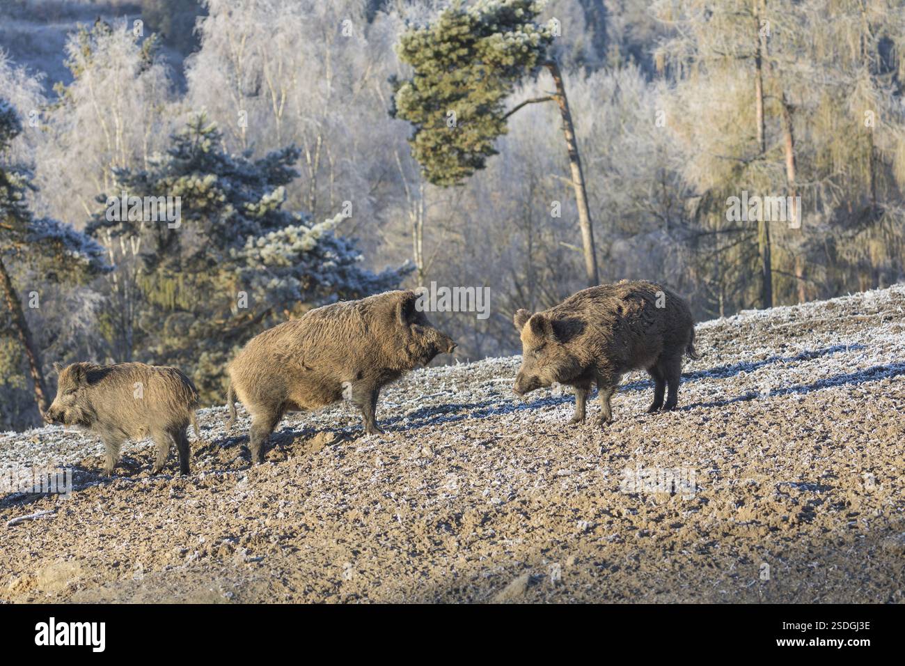 Wild boar or wild pig (Sus scrofa), walking over brown soil, frosted ...