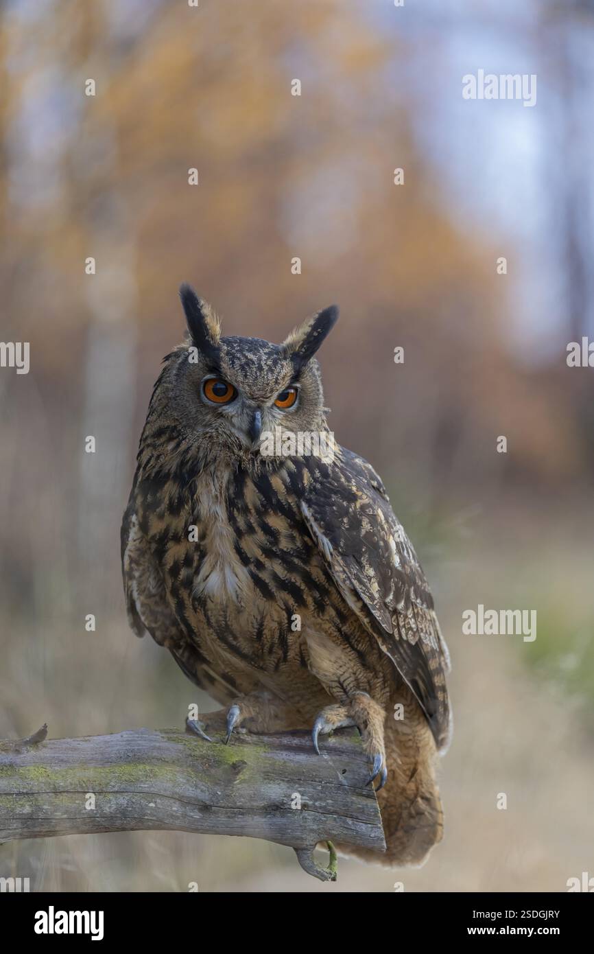 One Eurasian Eagle Owl, Bubo bubo, sitting on a root of a dead tree. A ...