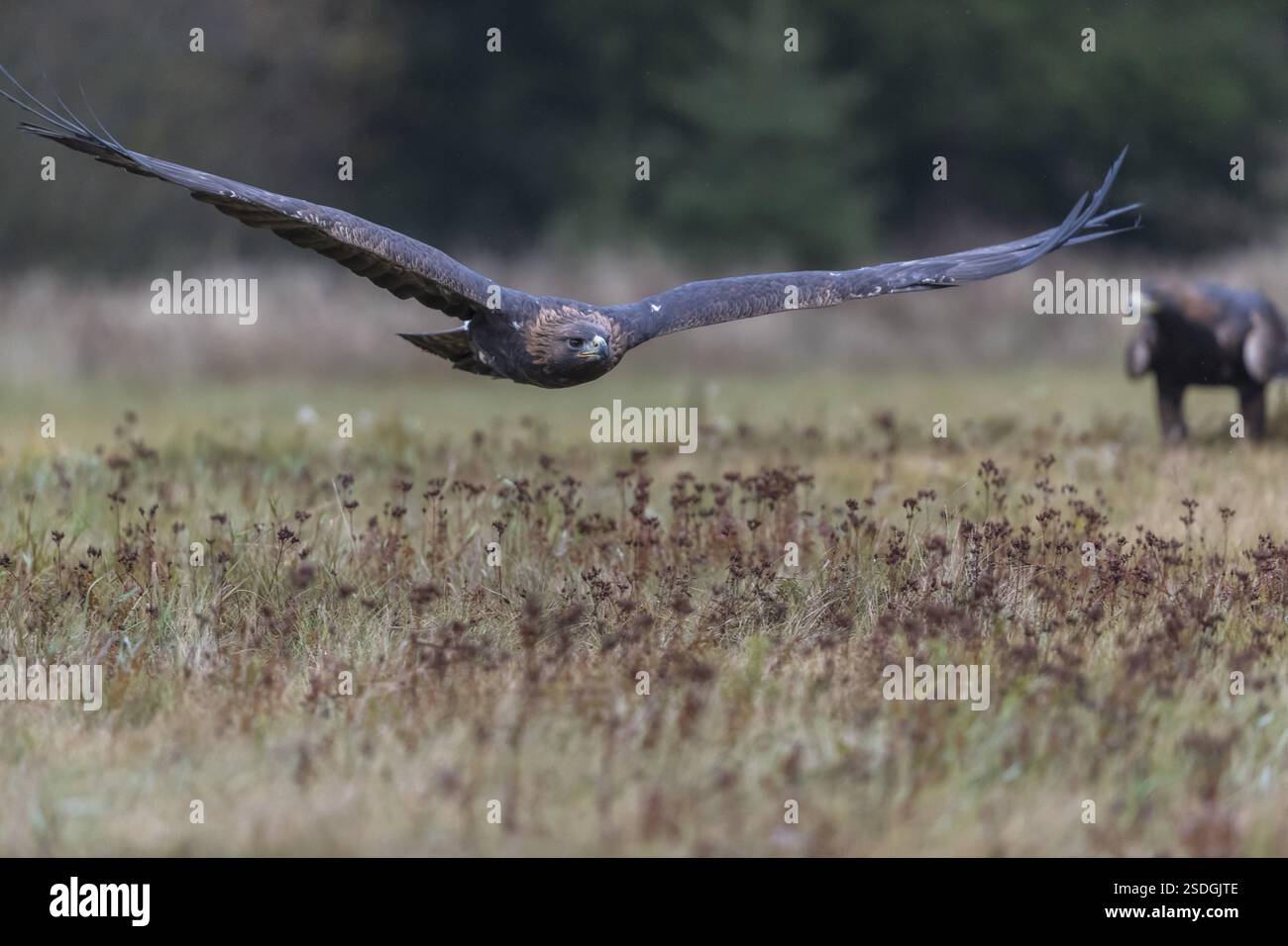 One golden eagle (Aquila chrysaetos) flying over a meadow during snow ...