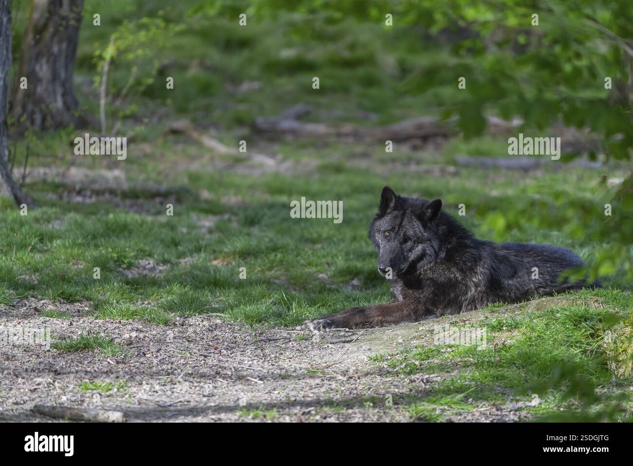 One black female Timberwolf, Canis lupus lycaon, resting in an open ...