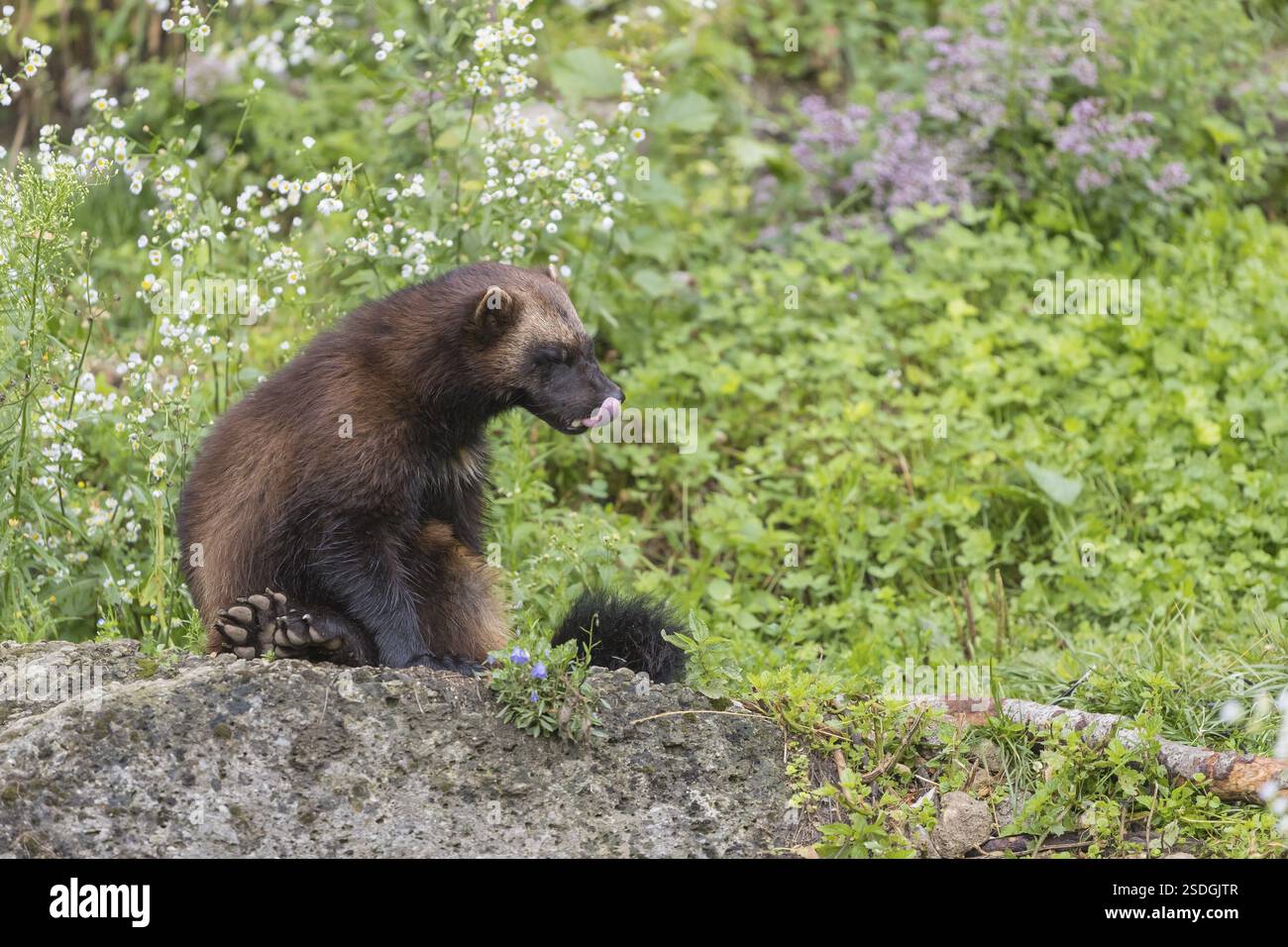 One wolverine, (Gulo gulo), sitting on a rock, green vegetation in the ...
