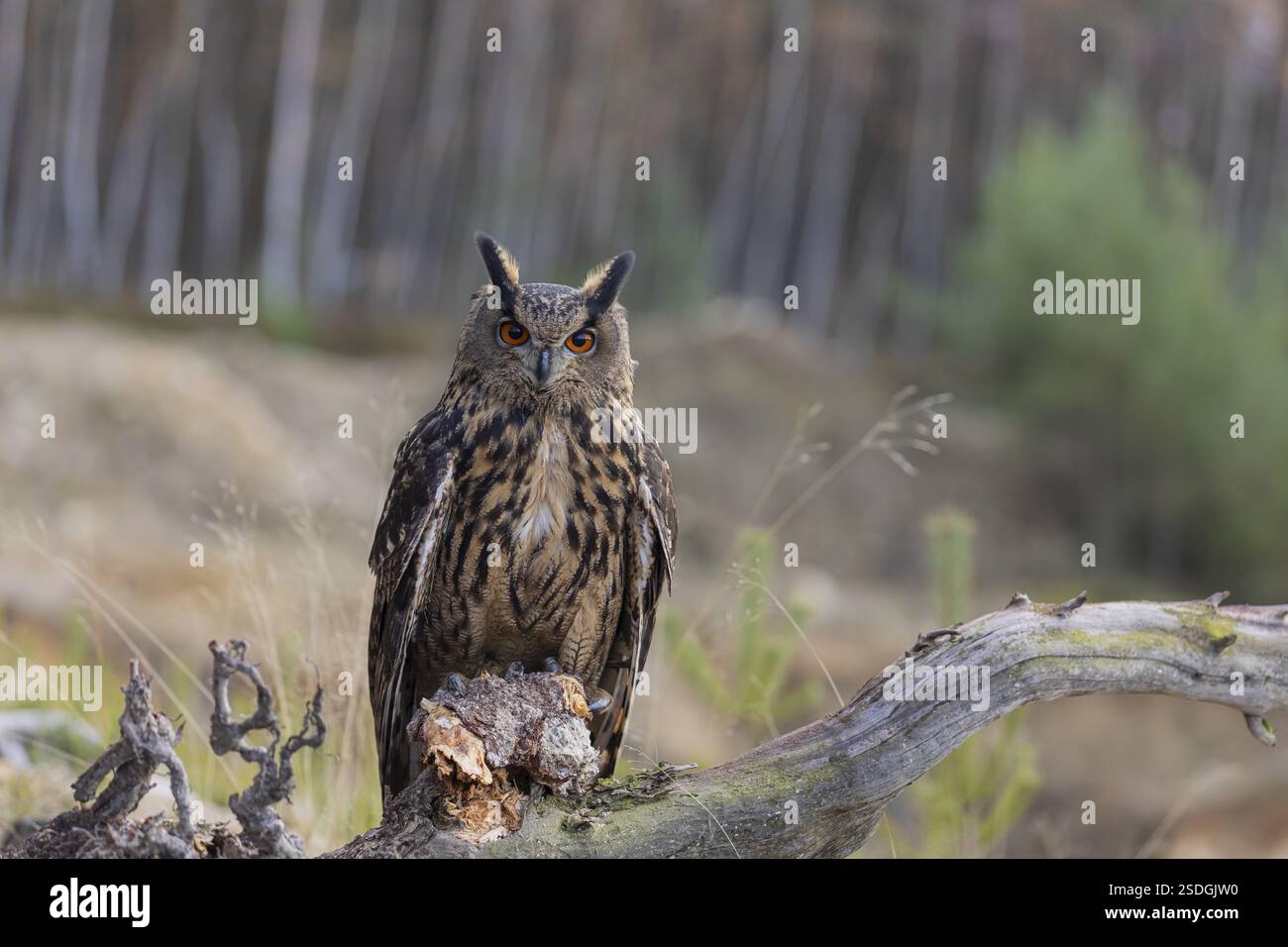 One Eurasian Eagle Owl, Bubo bubo, sitting on a root of a dead tree. A ...