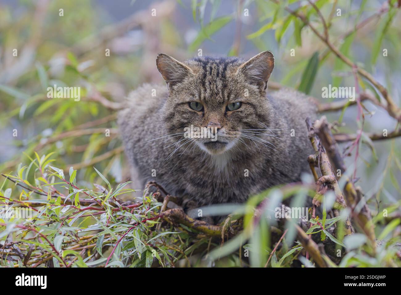 One European wildcat, Felis silvestris silvestris, resting in a green ...