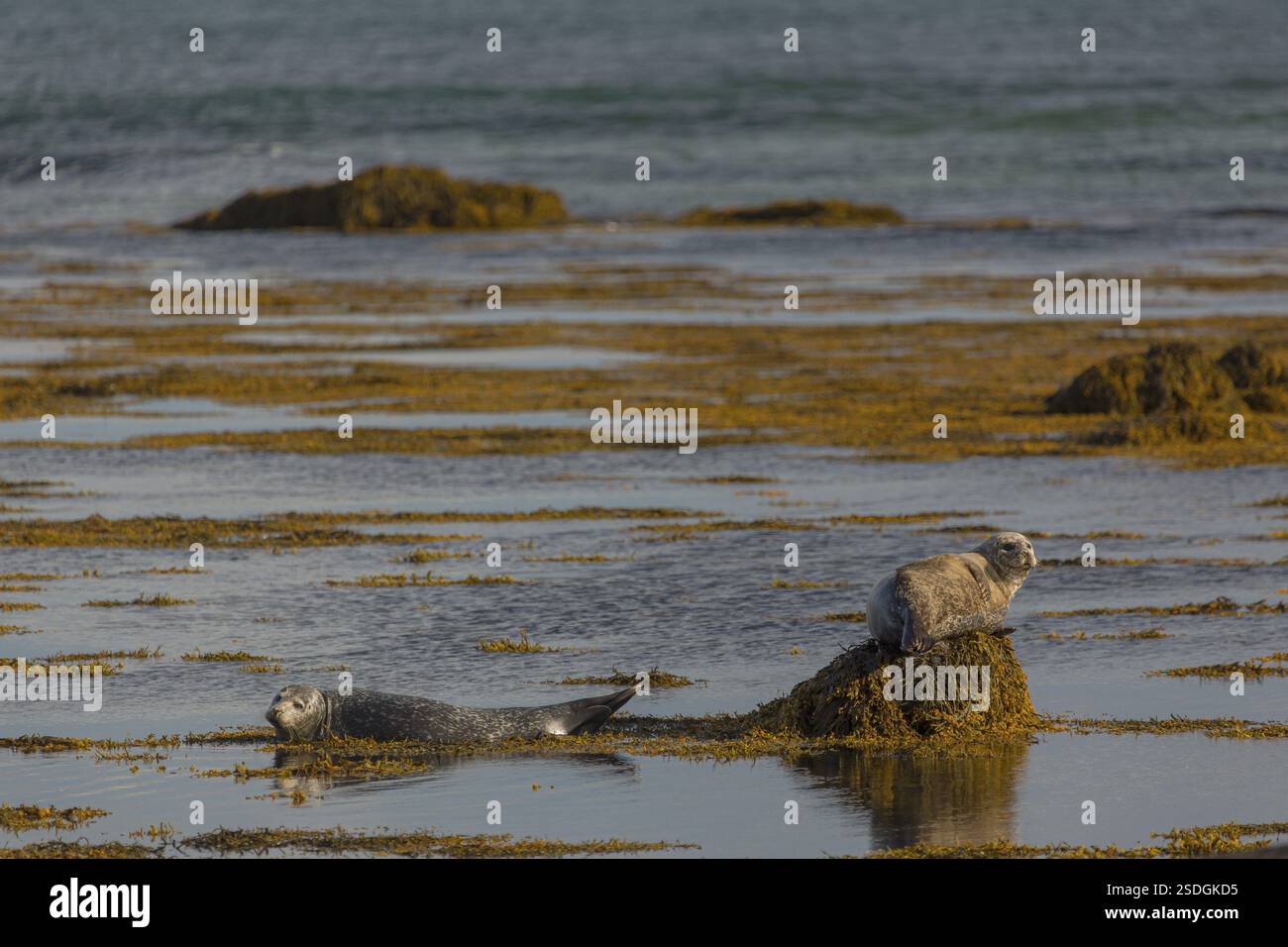 Two harbor seals (Phoca vitulina), also known as the common seal ...