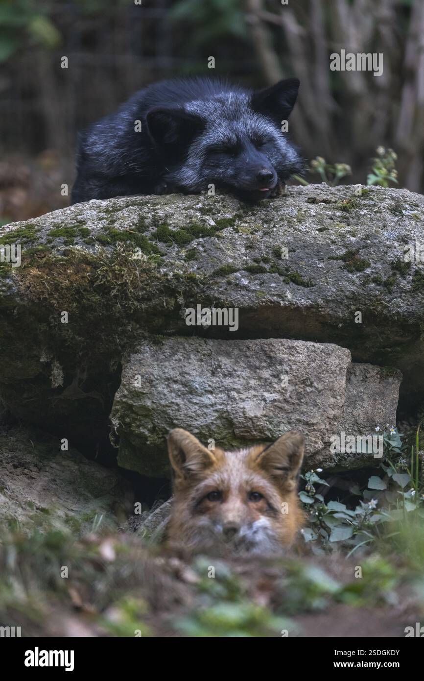 Two-story living. One adult silver fox (Vulpes vulpes) resting on the ...