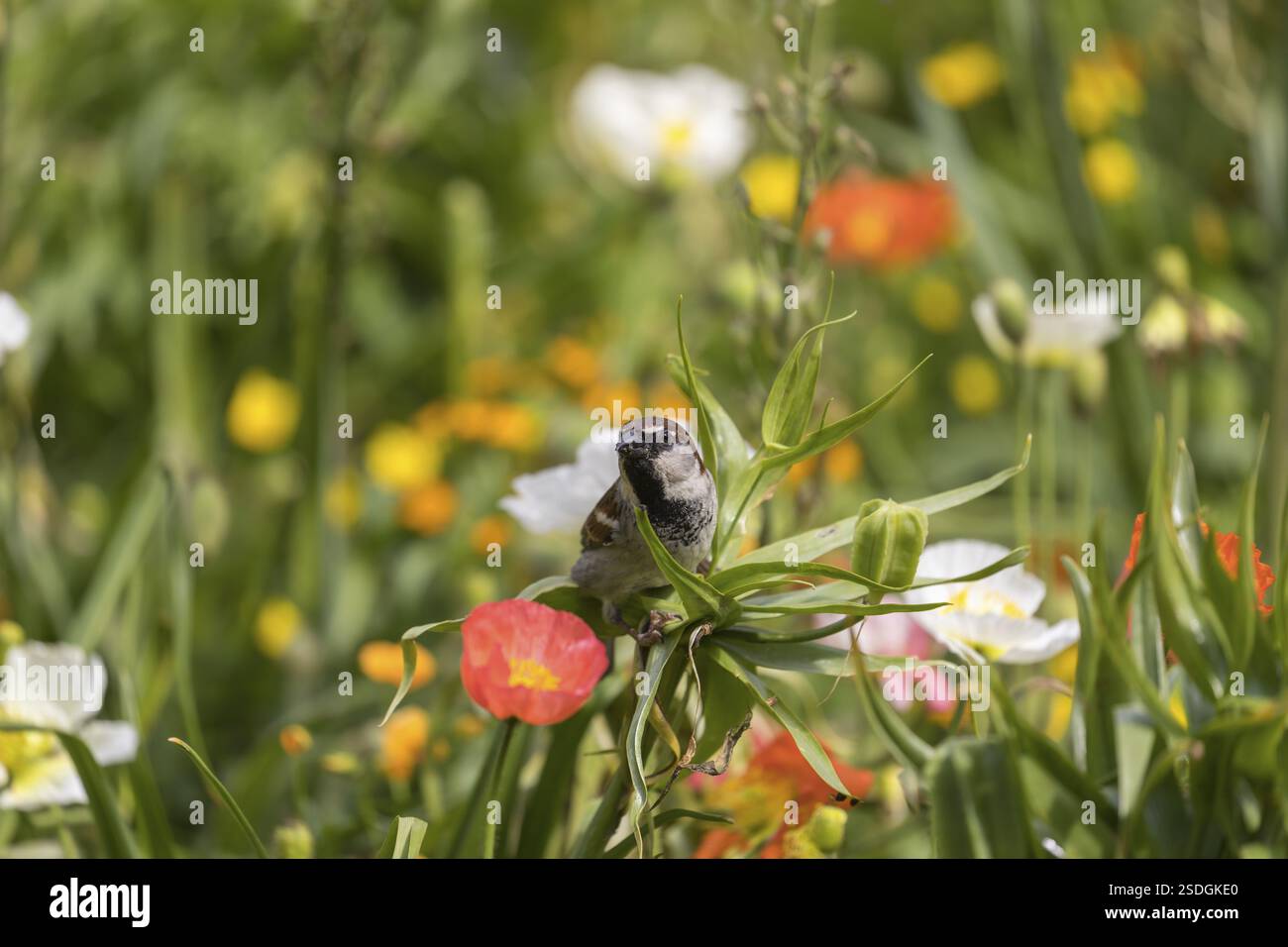 One male house sparrow (Passer domesticus) collecting insects in a ...