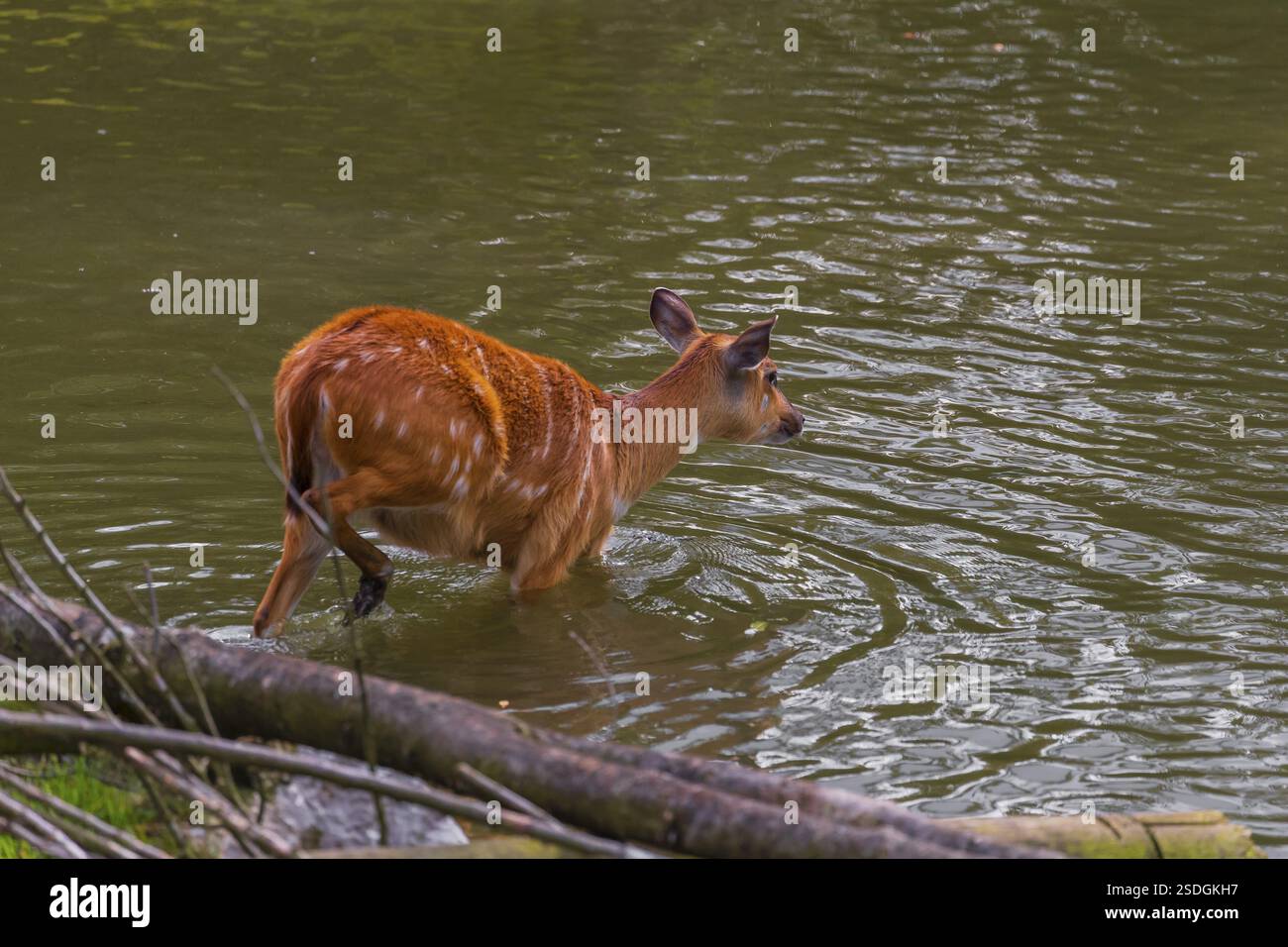 A female adult Congo sitatunga or forest sitatunga, Tragelaphus specii ...
