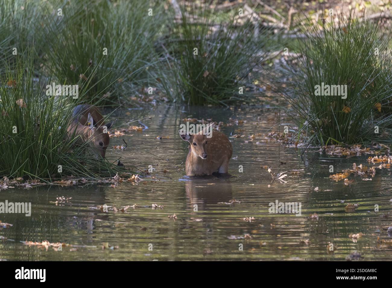 Vietnamese Sika Deer doe, Cervus nippon pseudaxis, standing in a ...