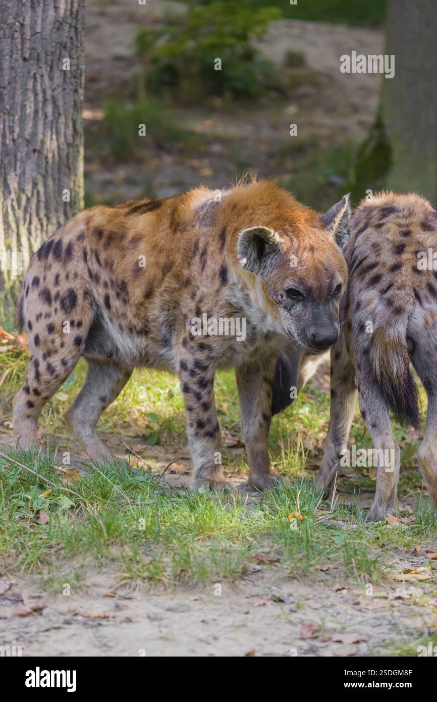 Two spotted hyenas (Crocuta crocuta), or laughing hyena meet Stock ...