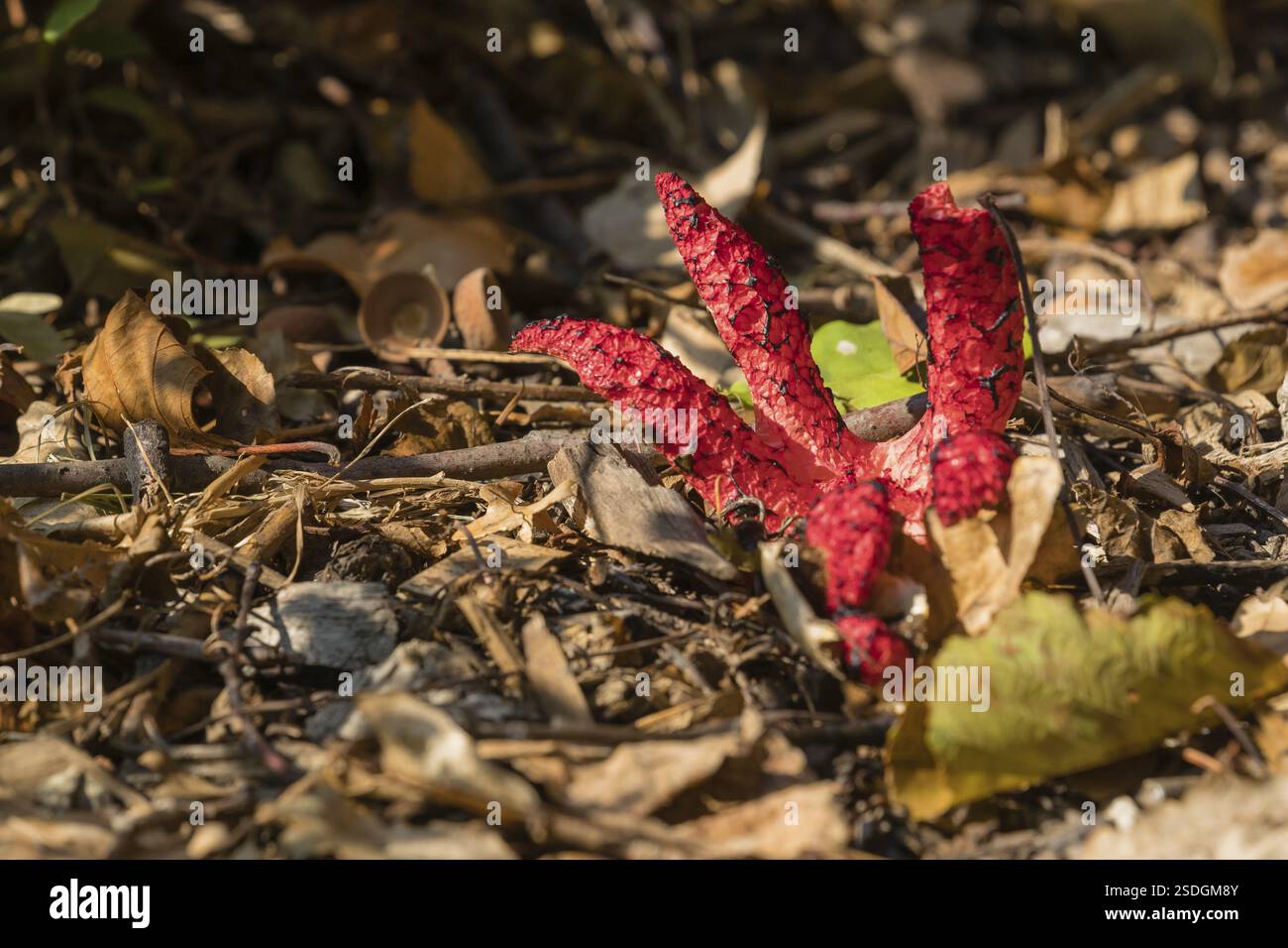 Octopus stinkhorn, Clathrus archeri, fungus Stock Photo - Alamy