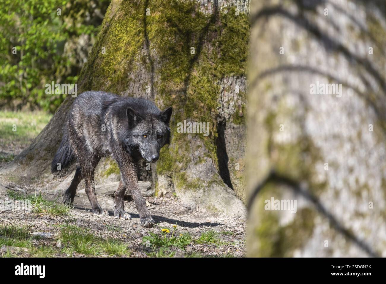 One Timberwolf, Canis lupus lycaon, walking through an open forest ...