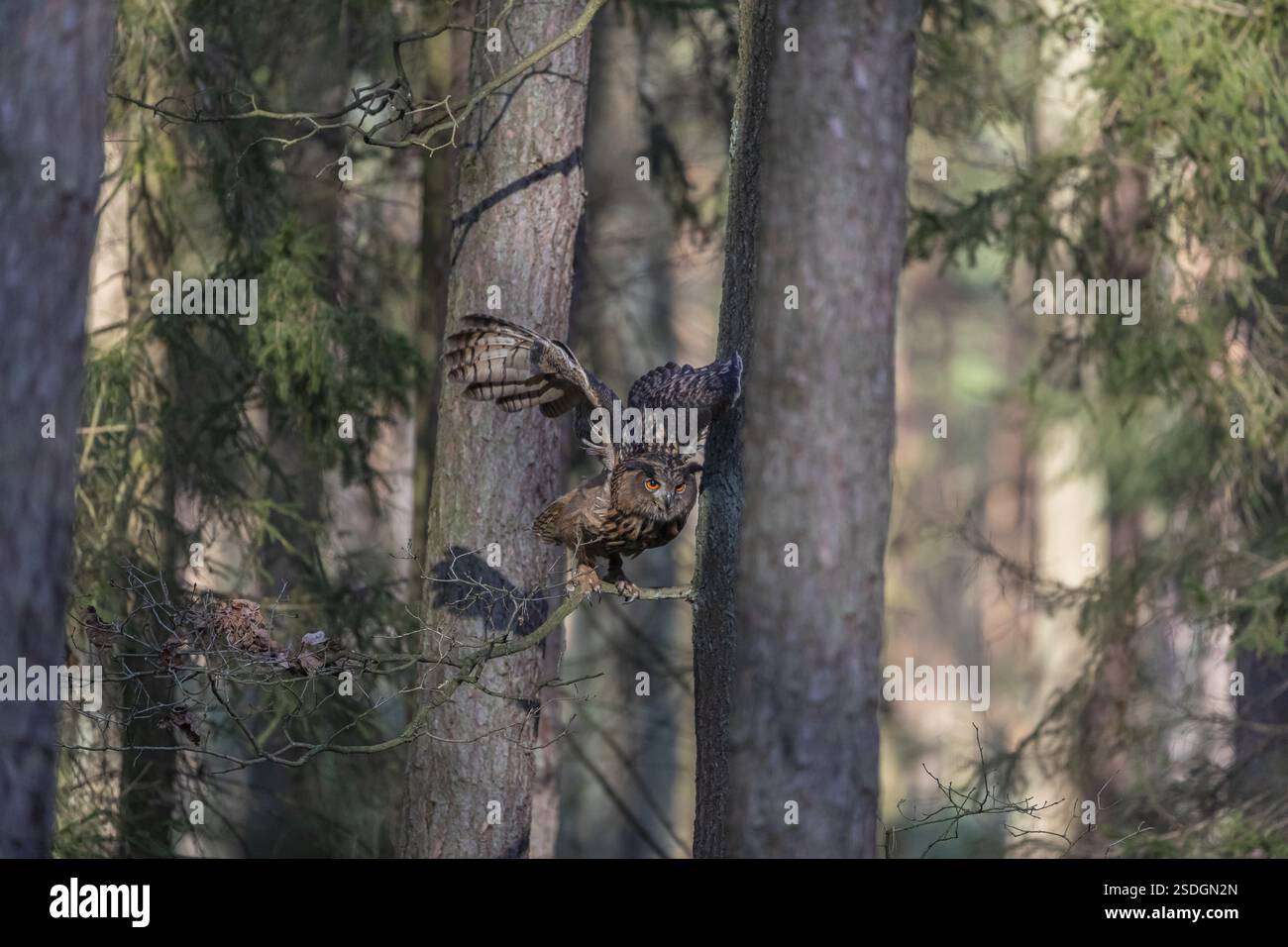 One Eurasian Eagle Owl, Bubo bubo, lifting off of a branch of a tree ...