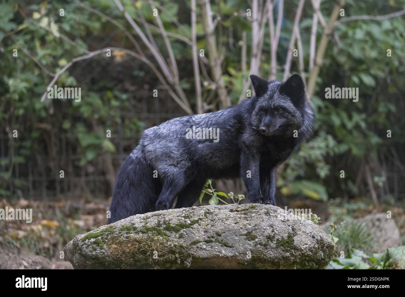 One adult silver fox (Vulpes vulpes) standing on a rock overlooking his ...