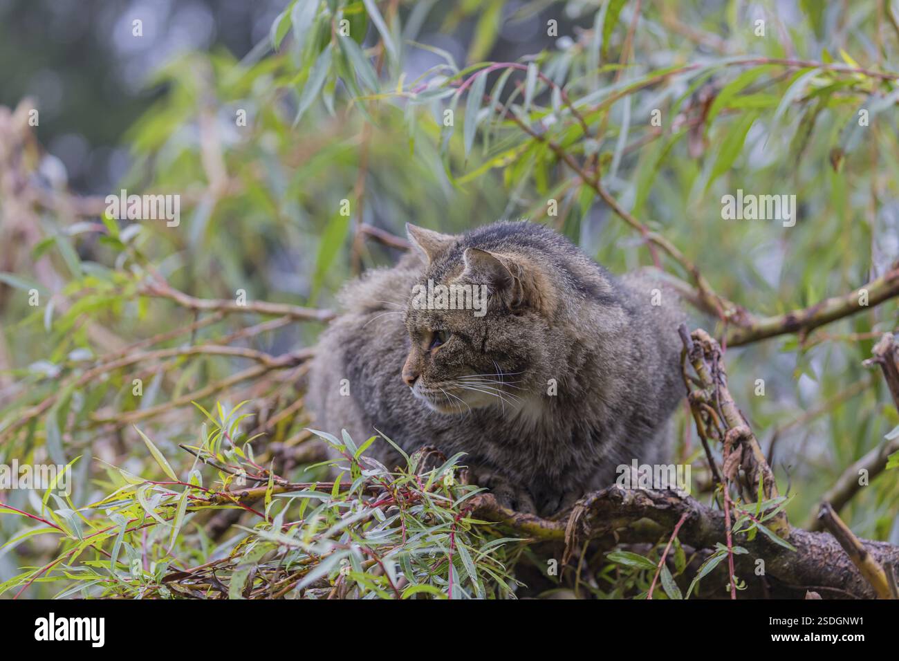 One European wildcat, Felis silvestris silvestris, resting in a green ...