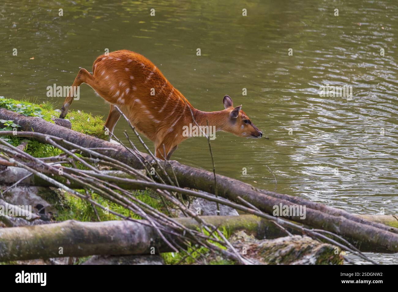 A female adult Congo sitatunga or forest sitatunga, Tragelaphus specii ...