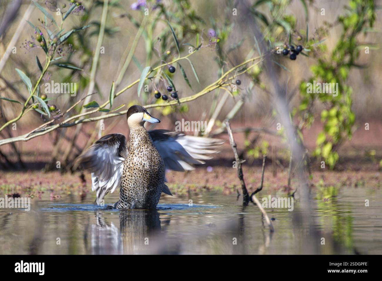 Silver duck (Spatula versicolor) in the nature reserve Reserva ...