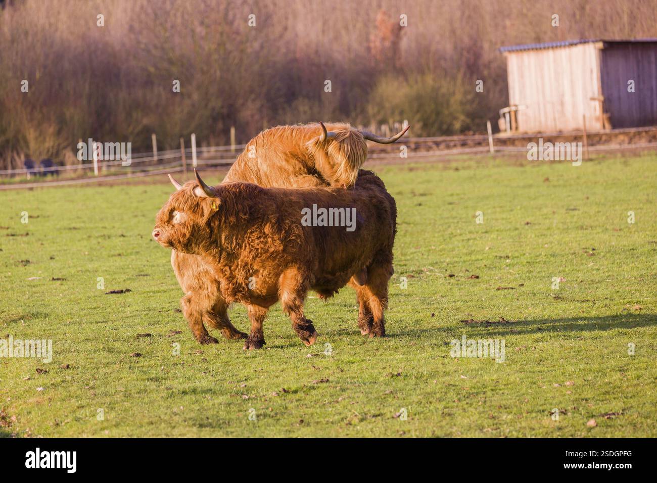 A Highland Cow (Bos (primigenius) in heat mounts a bull Stock Photo - Alamy