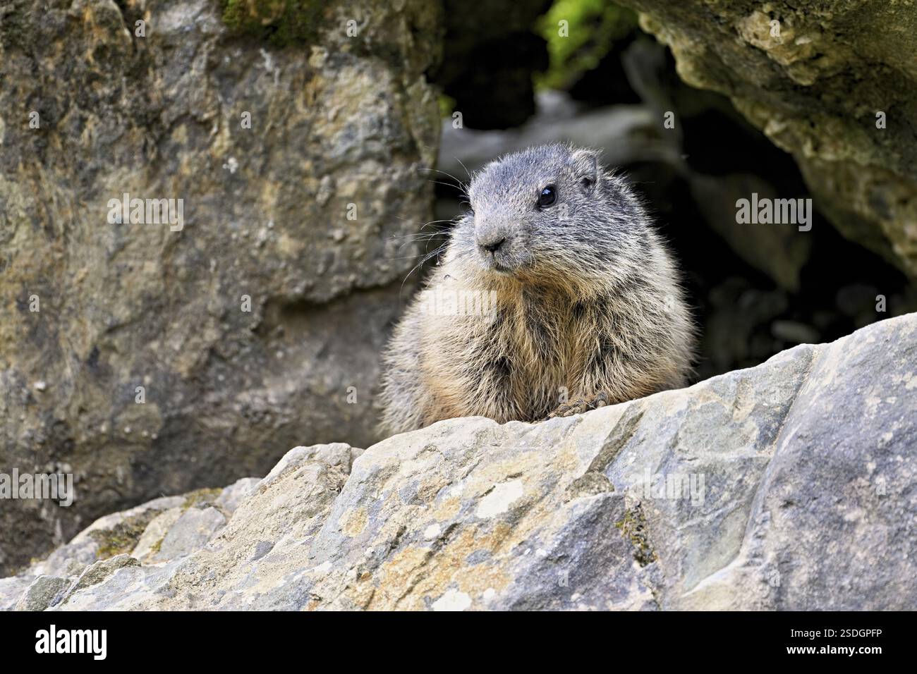 Alpine marmot (Marmota marmota), sitting on rocks, Switzerland, Europe Stock Photo - Alamy