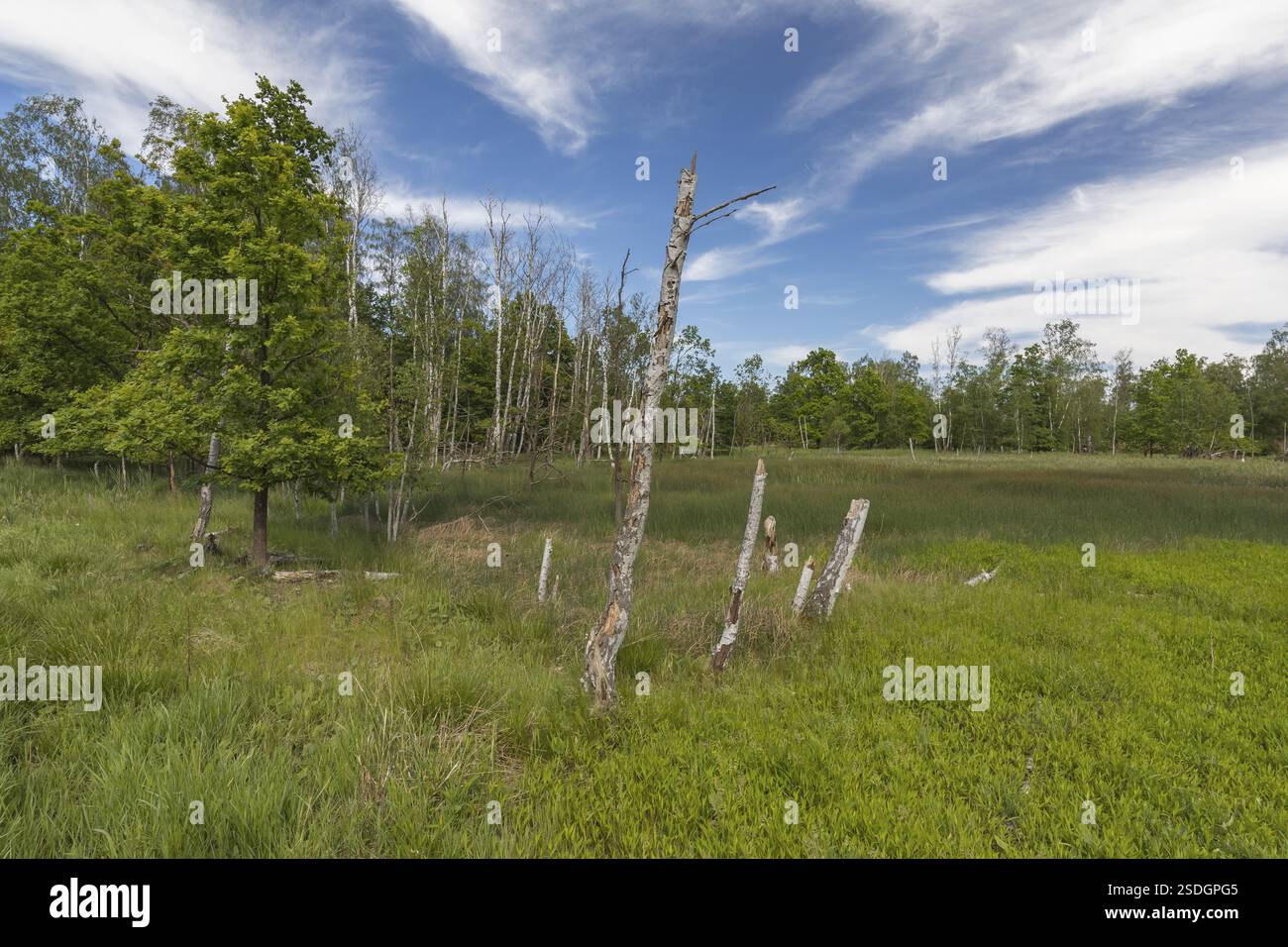 Volcanic active area with mofette. Geological park Soos, Soos National ...