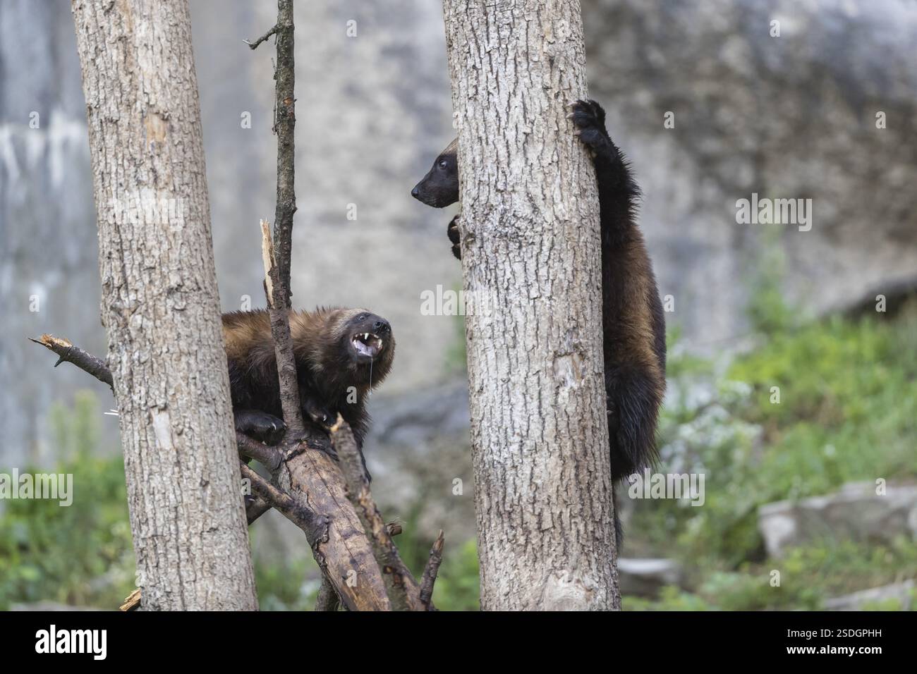 Two wolverine, (Gulo gulo), playfighting in a tree. A grey cliff and ...