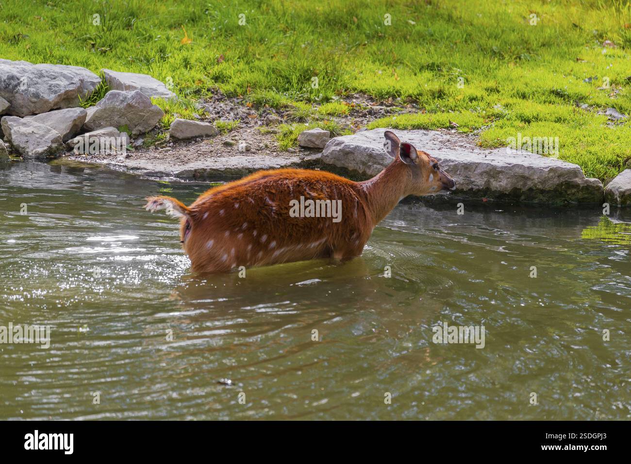 A female adult Congo sitatunga or forest sitatunga, Tragelaphus specii ...