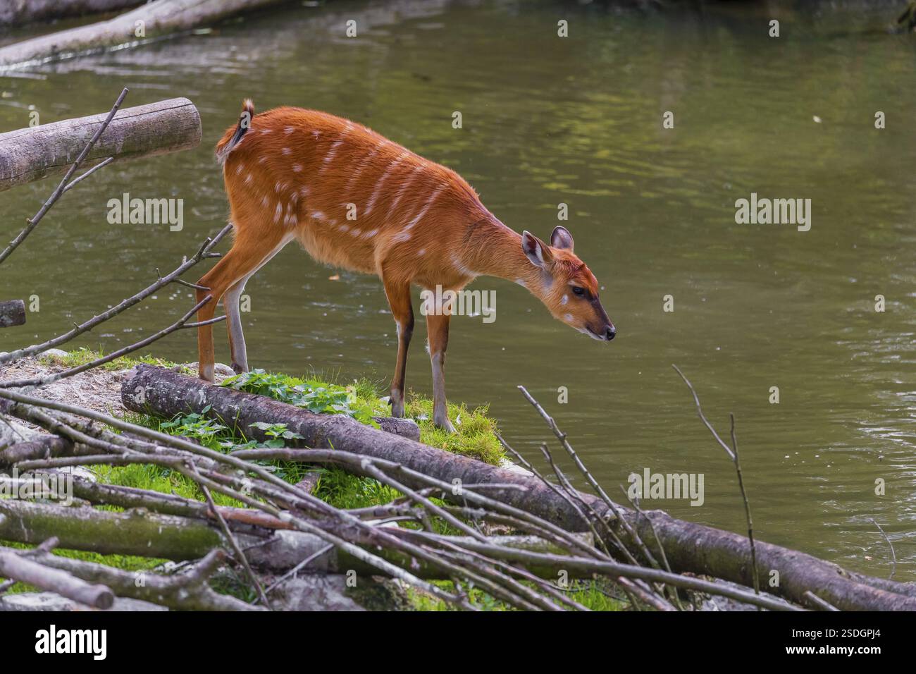 A female adult Congo sitatunga or forest sitatunga, Tragelaphus specii ...