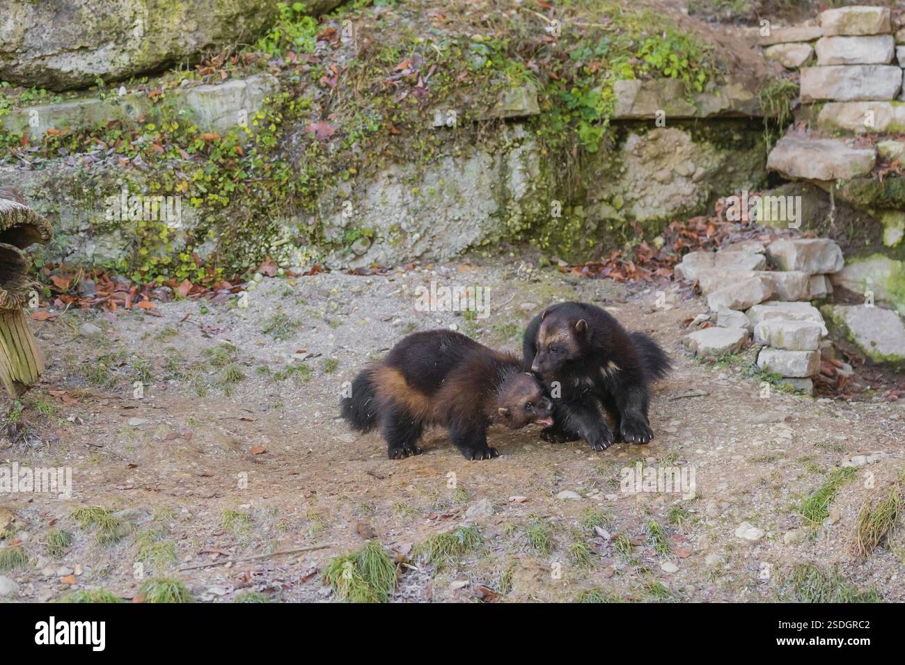 Wolverine animal with prey hi-res stock photography and images - Alamy