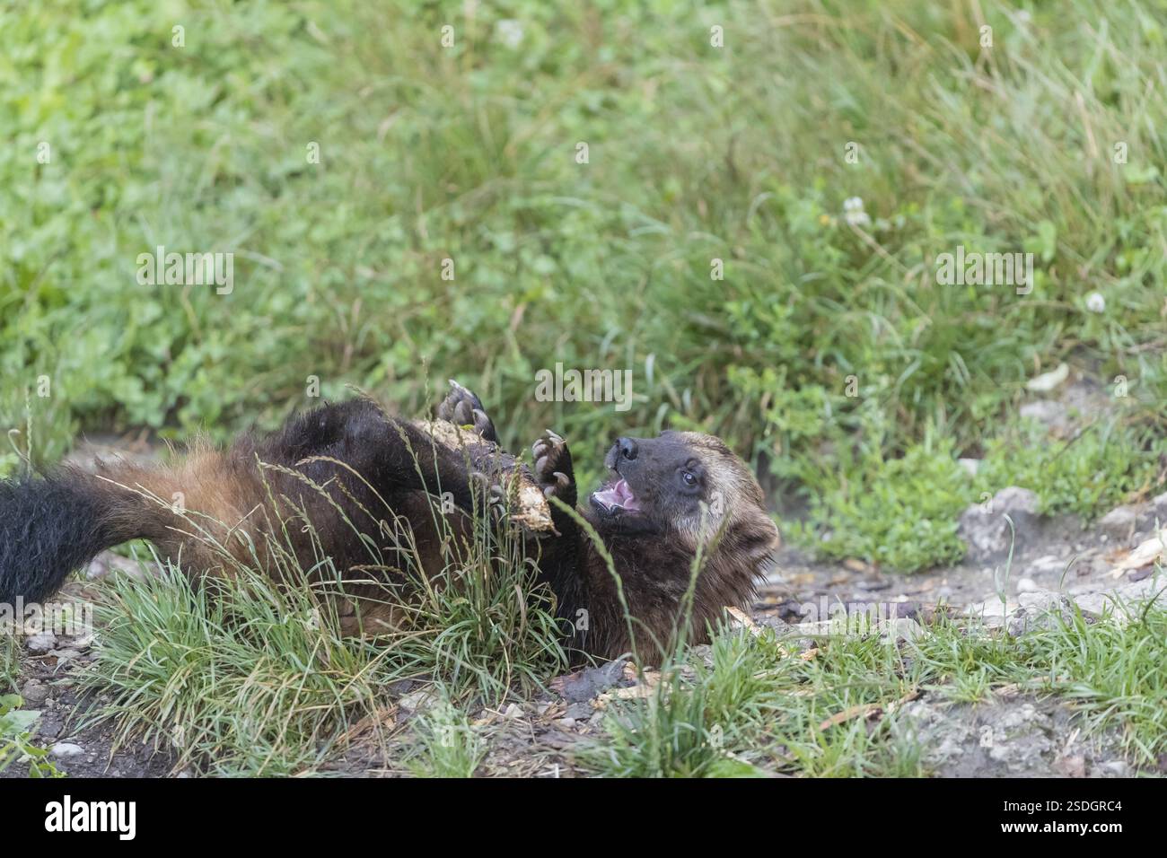 Wolverine animal with prey hi-res stock photography and images - Alamy