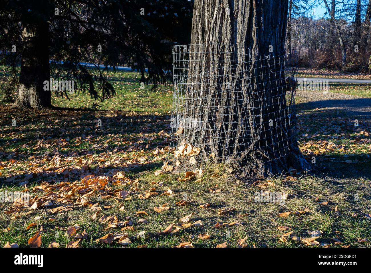 Metal guard net wrapped around tree in river valley park to protect ...