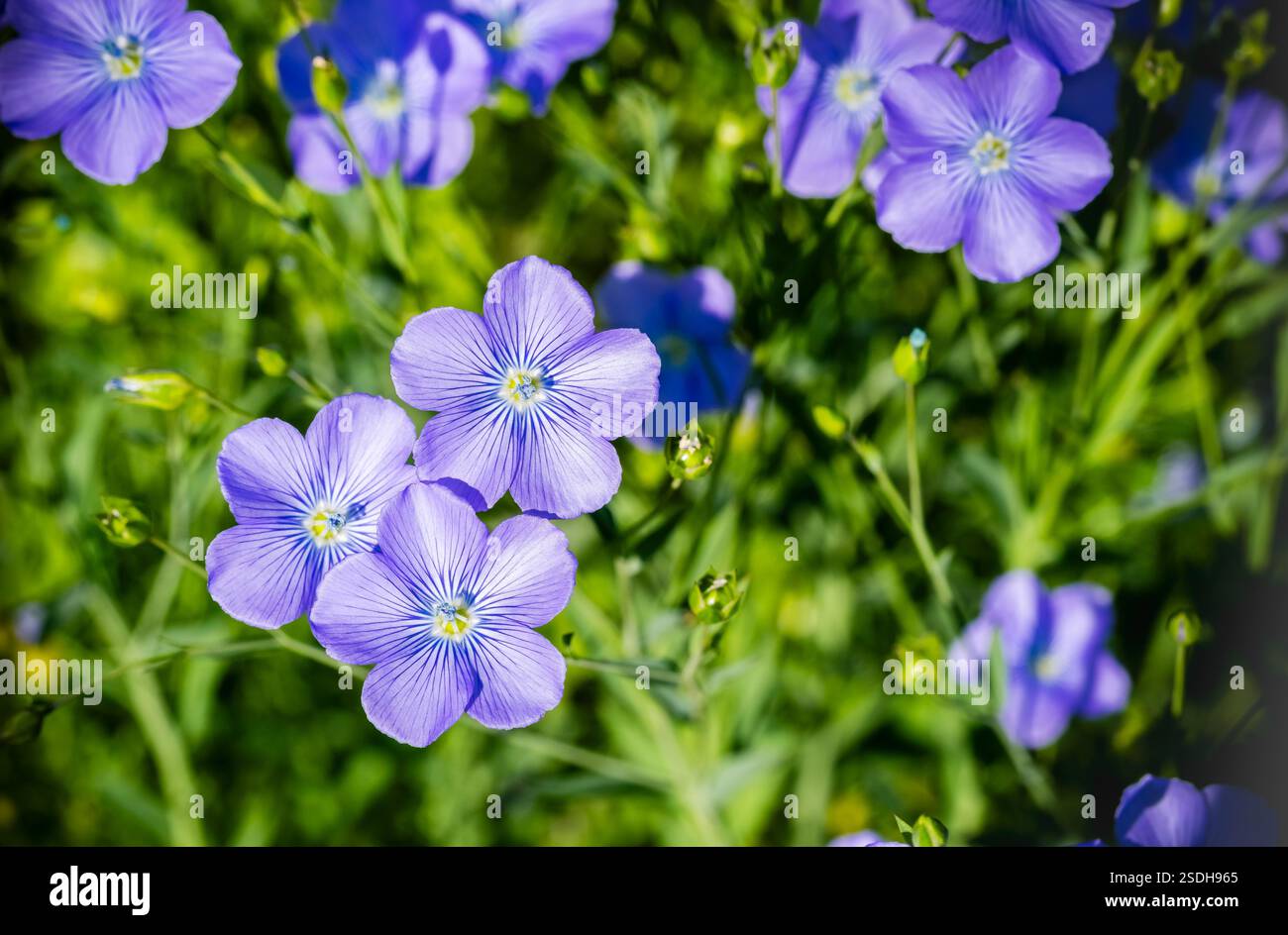 Linum sativum open petal flowers Stock Photo - Alamy