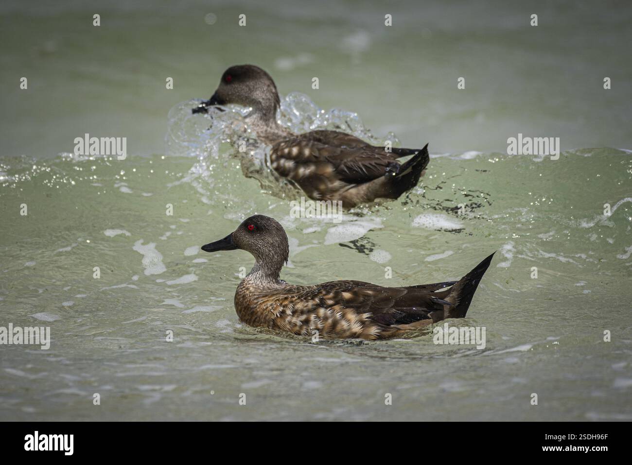 Crested ducks (Anas specularioides) on the water, Pebble Island ...