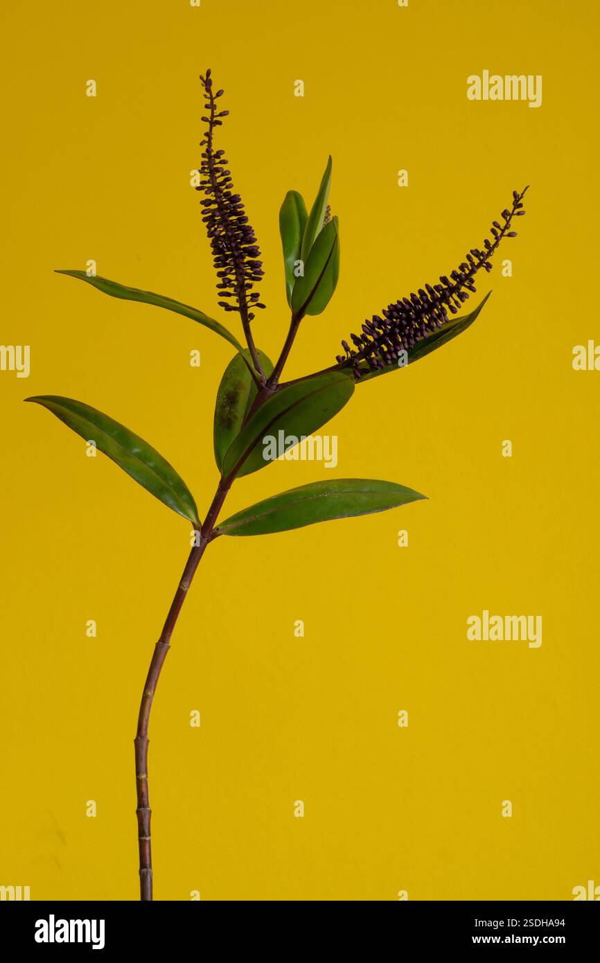 New Zealand native purple hebe flowers on warm yellow. Isolated on ...