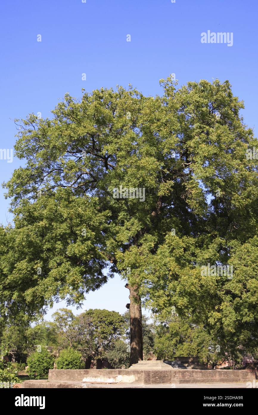 Tree Neem Azadirachta Indica, Delhi, India, Asia Stock Photo - Alamy