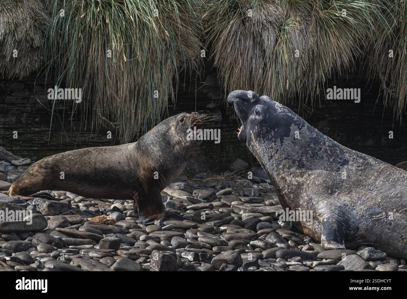 Male Southern elephant seal (Mirounga leonina, right) and male maned ...
