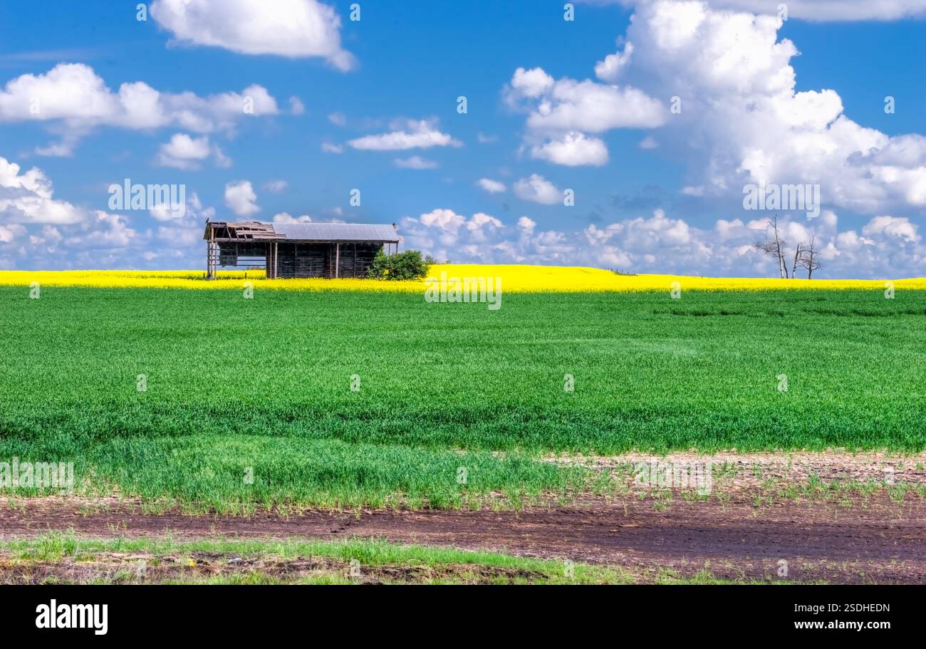Alberta Rural landscape with an old shed,canola and cereals field and ...