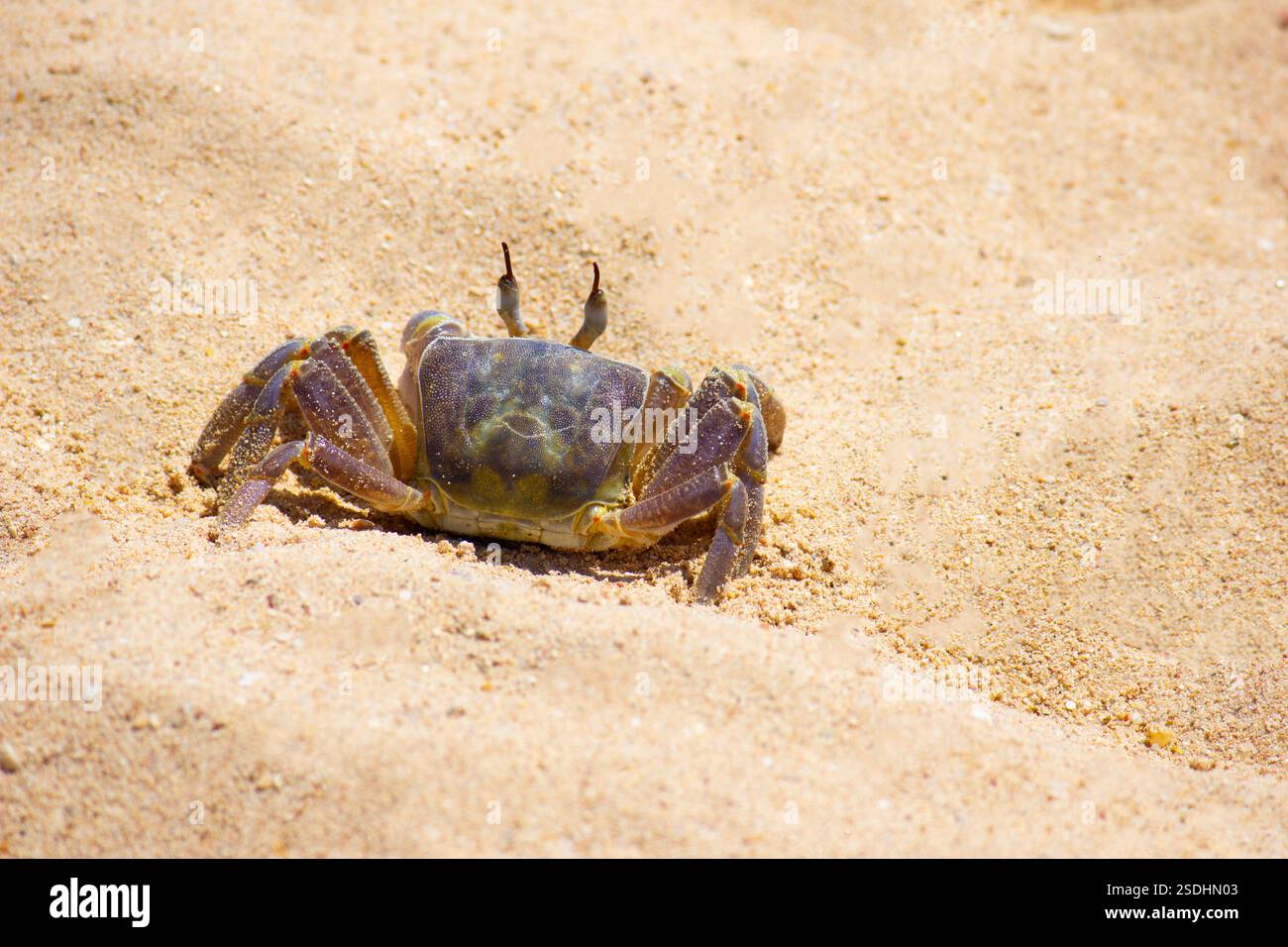 marine crab on a background of sand Stock Photo - Alamy