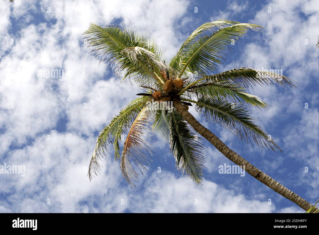 Coconut tree against blue sky, Village Bhogwe, Konkan, District ...