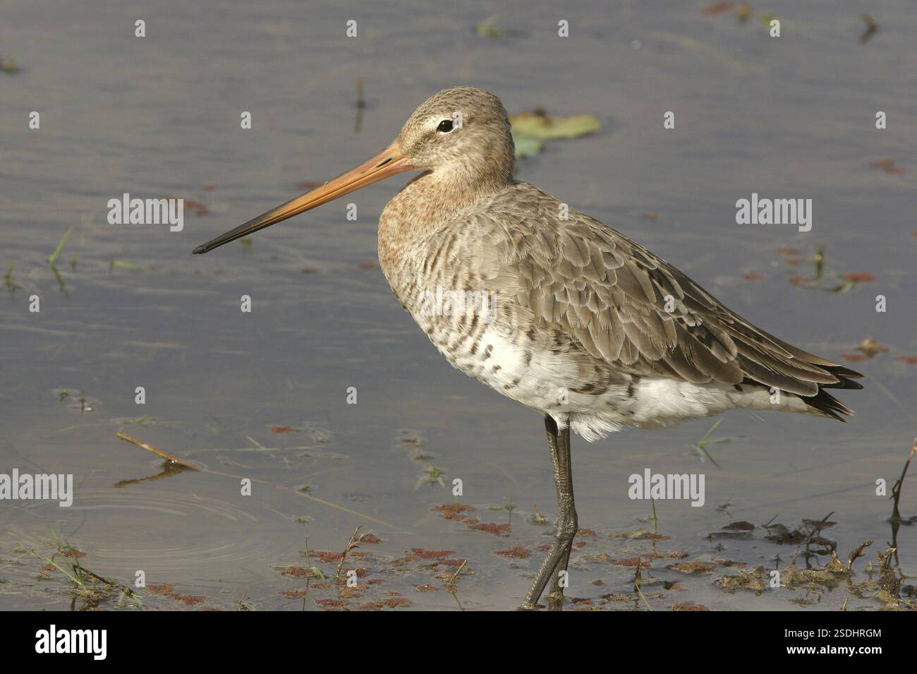 Bird, Black -tailed Godwit Limosa limosa, Ranthambore Tiger Reserve ...