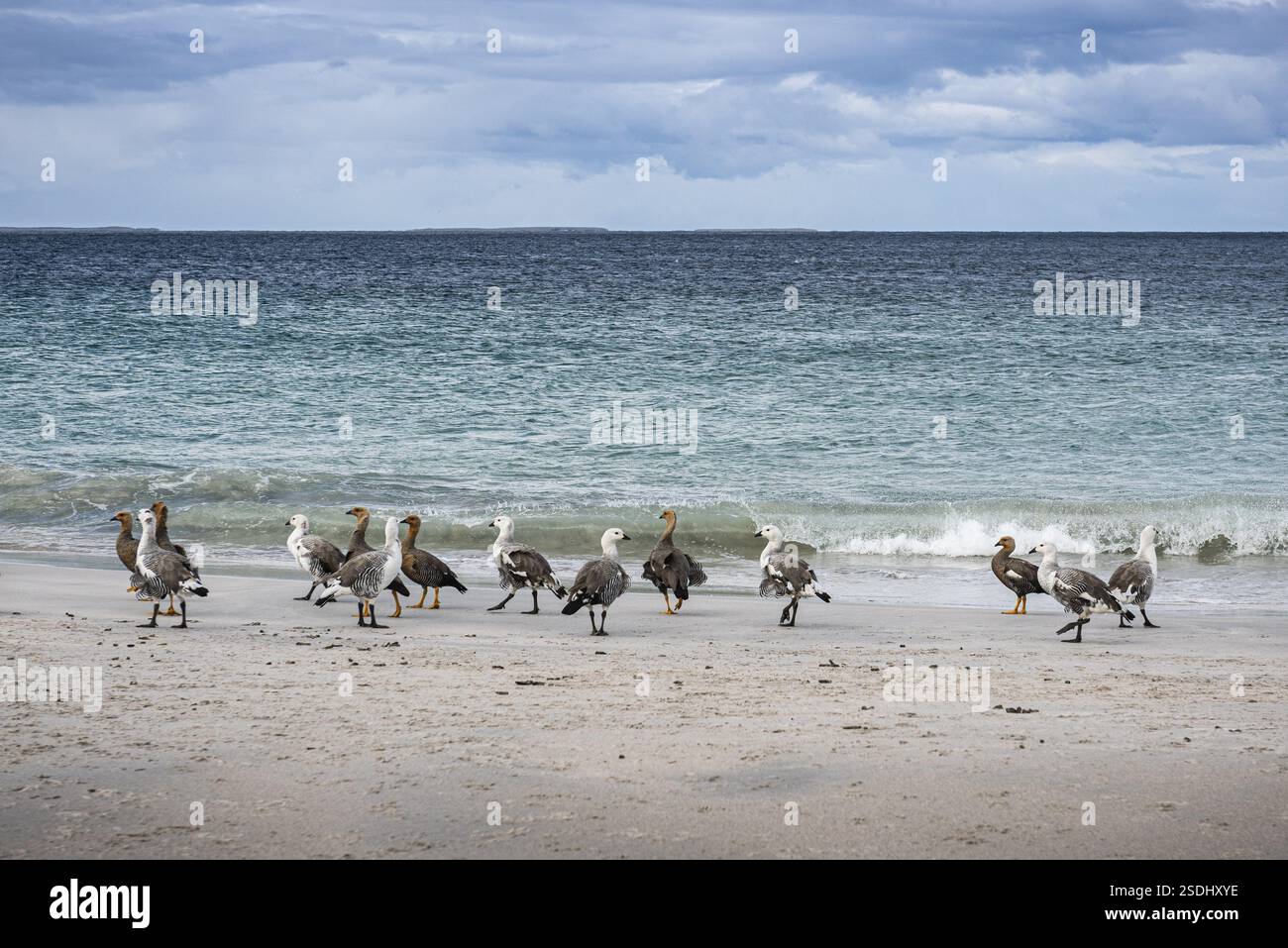 Magellanic Geese (Chloephaga picta), also known as Highland Goose or ...
